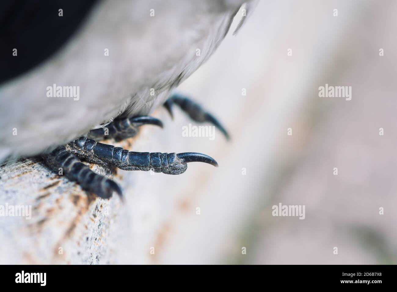 Claws of crow close up. Raven sit on border in city. Urban bird on ...
