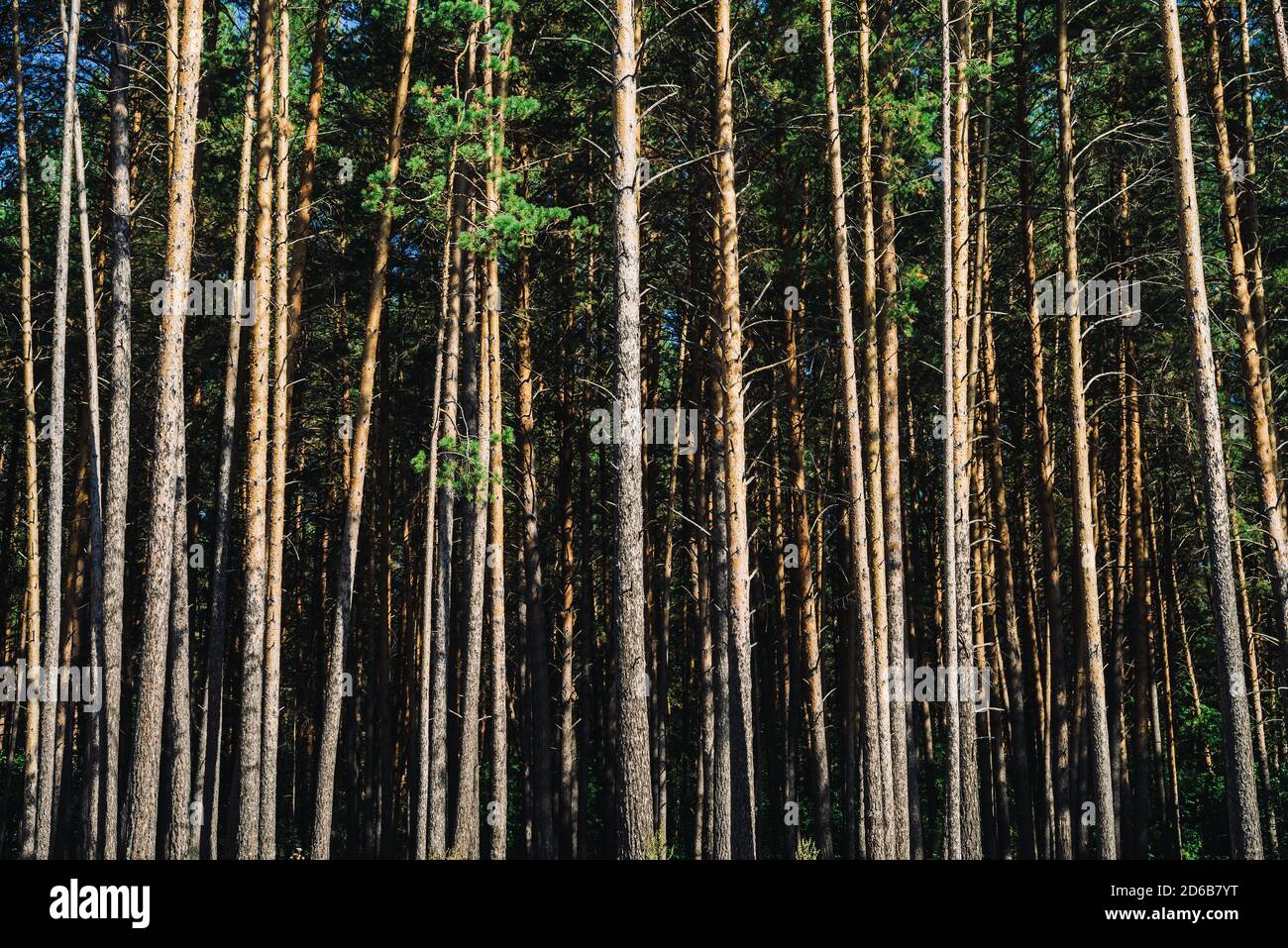 High pines in sunlight close up. Background of pine forest boundary ...