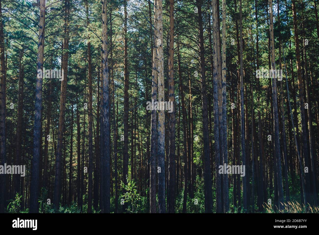 High pines in sunlight close up. Background of pine forest boundary ...