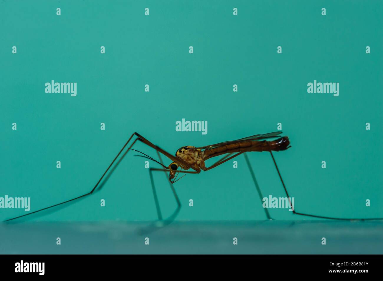 Large mosquito hi-res stock photography and images - Alamy