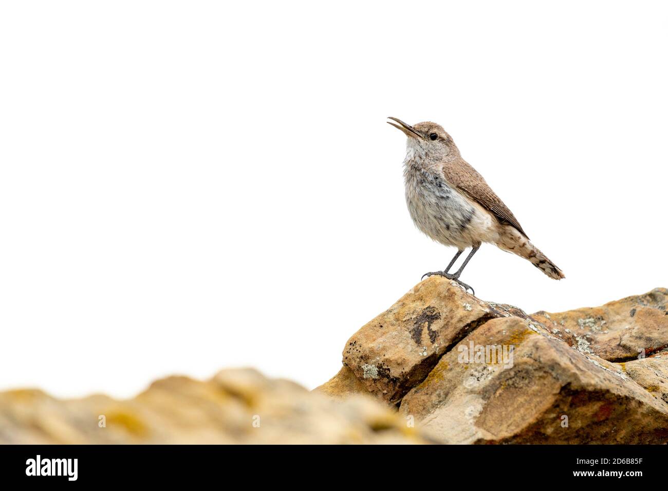 Rock wrens hi-res stock photography and images - Alamy