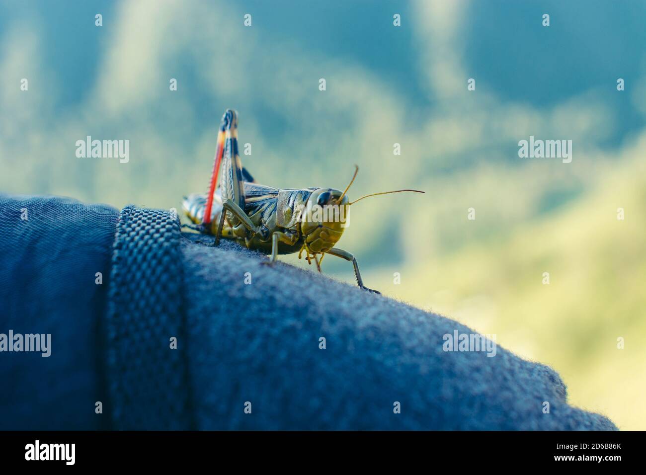 Girl and grasshopper hi-res stock photography and images - Alamy