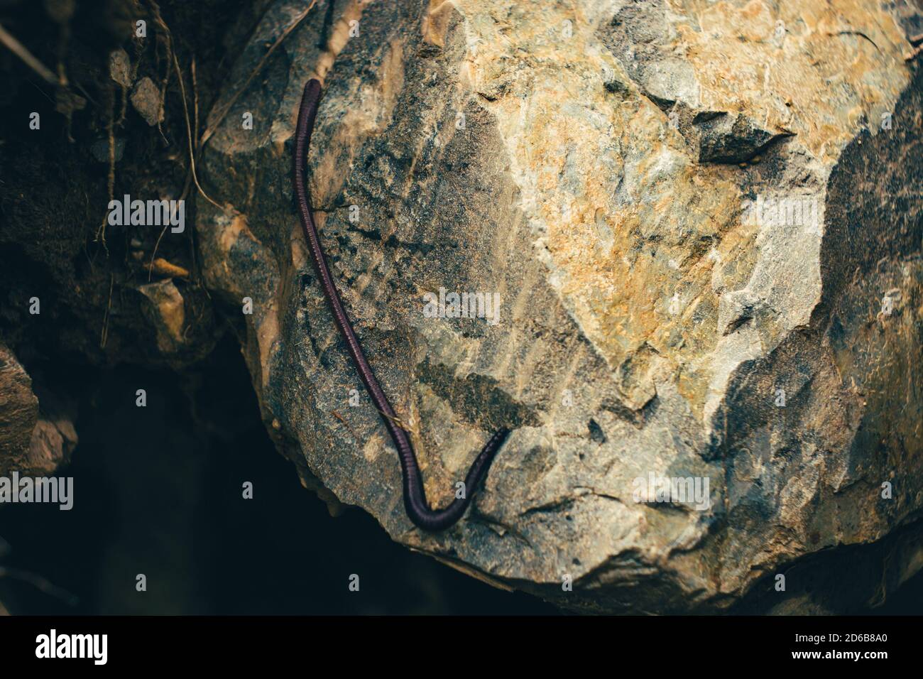 Huge crimson worm on stone in cave close-up. Long earthworm on rock in ...