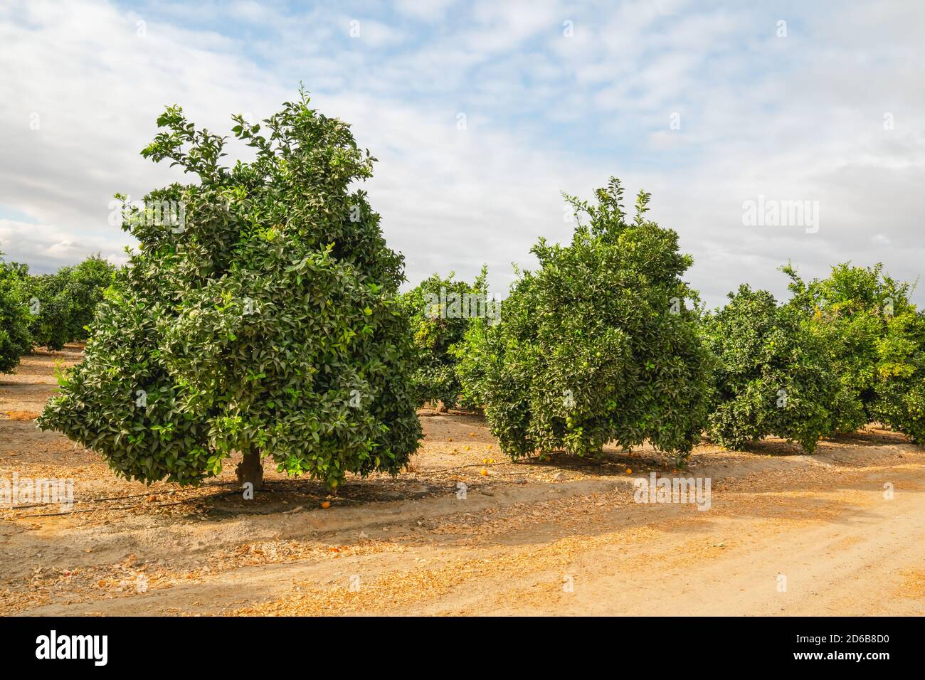 Orange trees in an orchard in California Stock Photo - Alamy