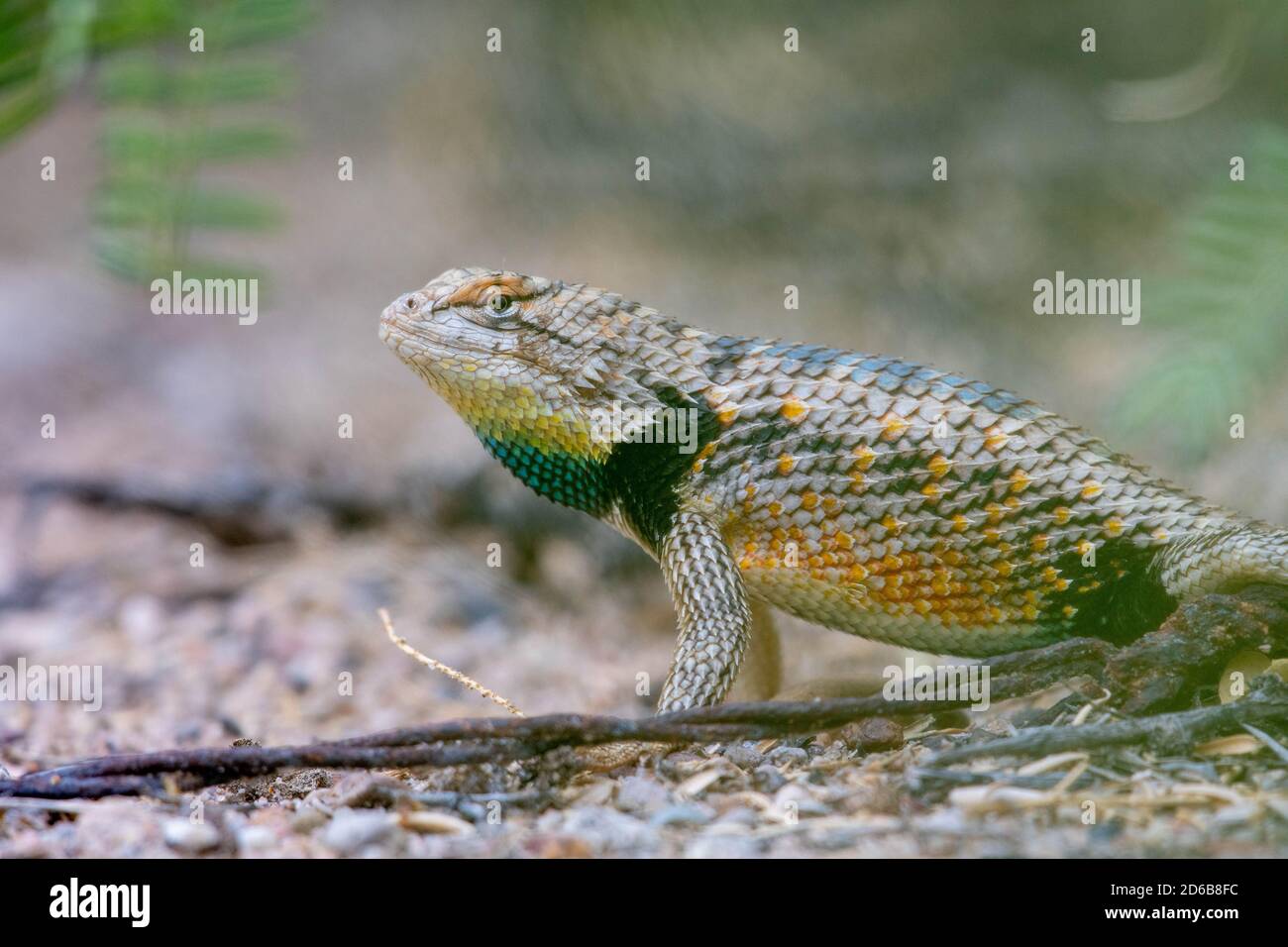 Adult male twin-spotted Spiny Lizard, (Sceloporus bimaculosus ...
