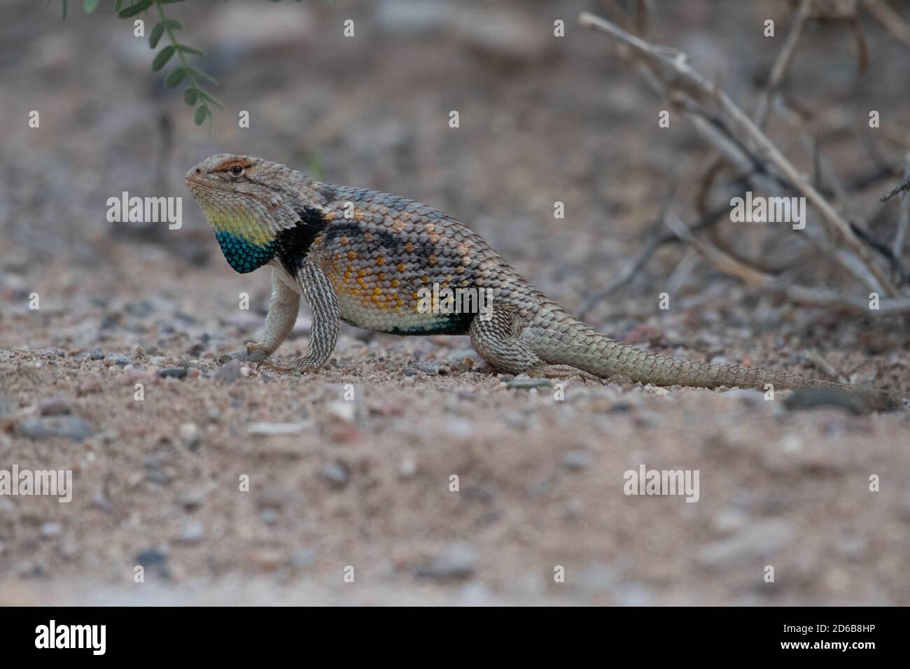 Adult male twin-spotted Spiny Lizard, (Sceloporus bimaculosus ...
