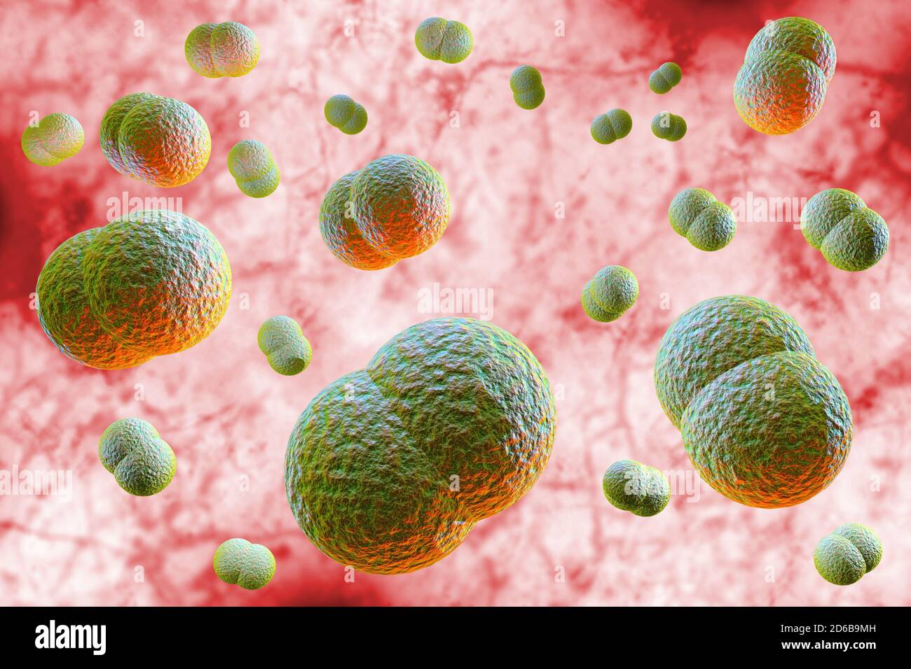 Microscope close up of meningitis bacteria, also known as meningococcus ...