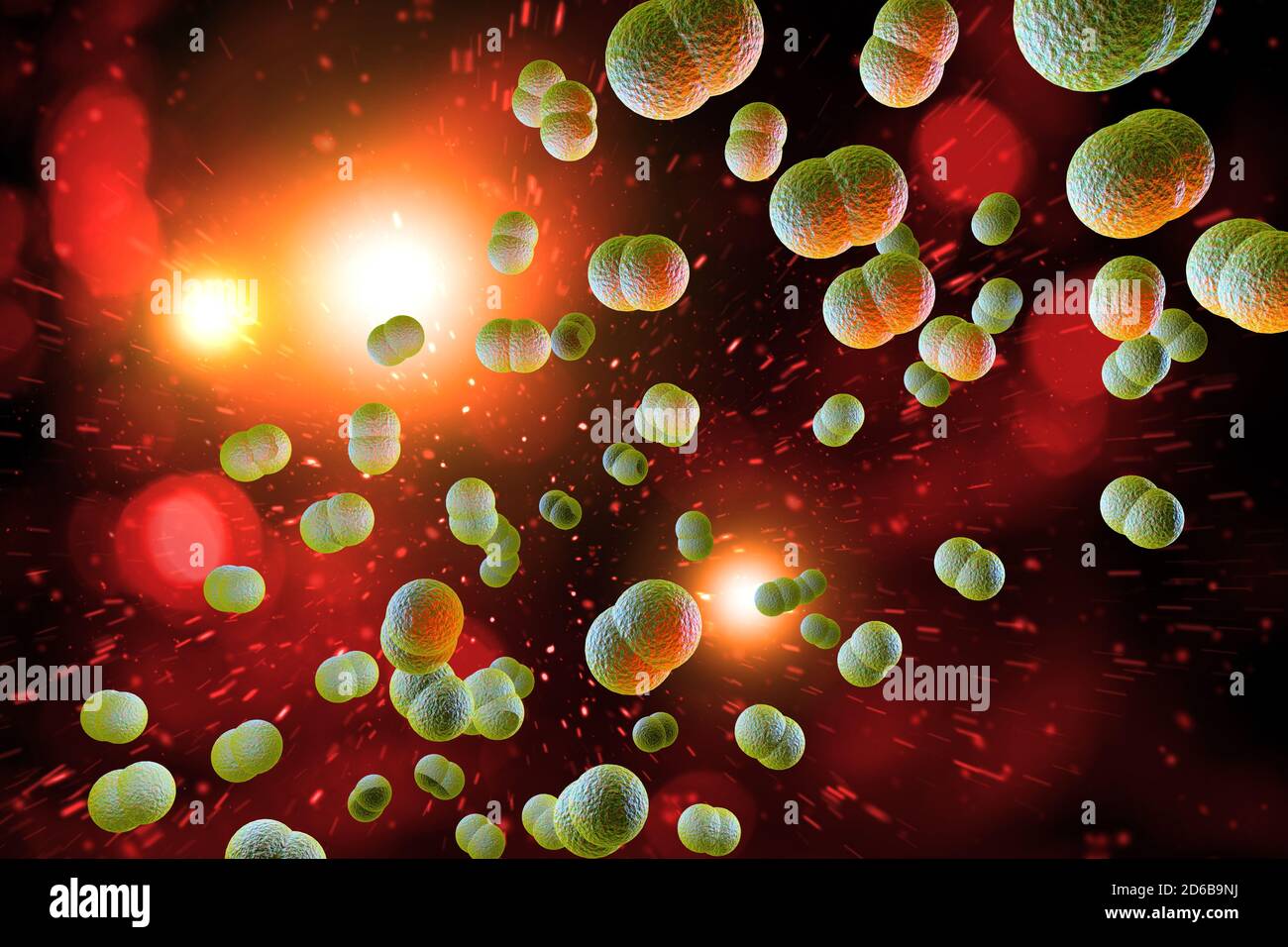 Microscope close up of meningitis bacteria, also known as meningococcus ...