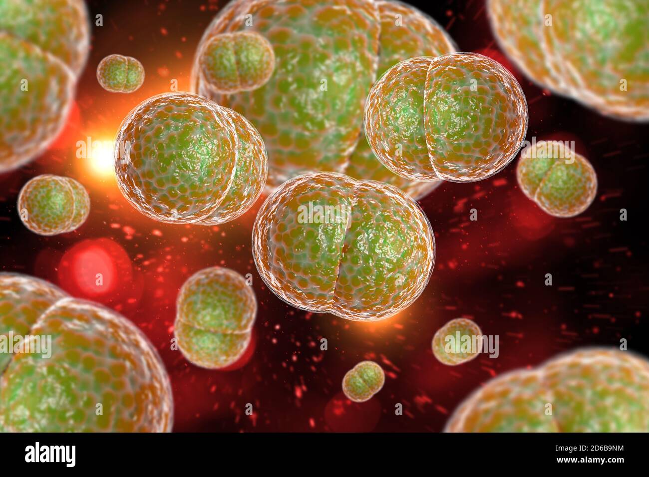 Microscope close up of meningitis bacteria, also known as meningococcus ...