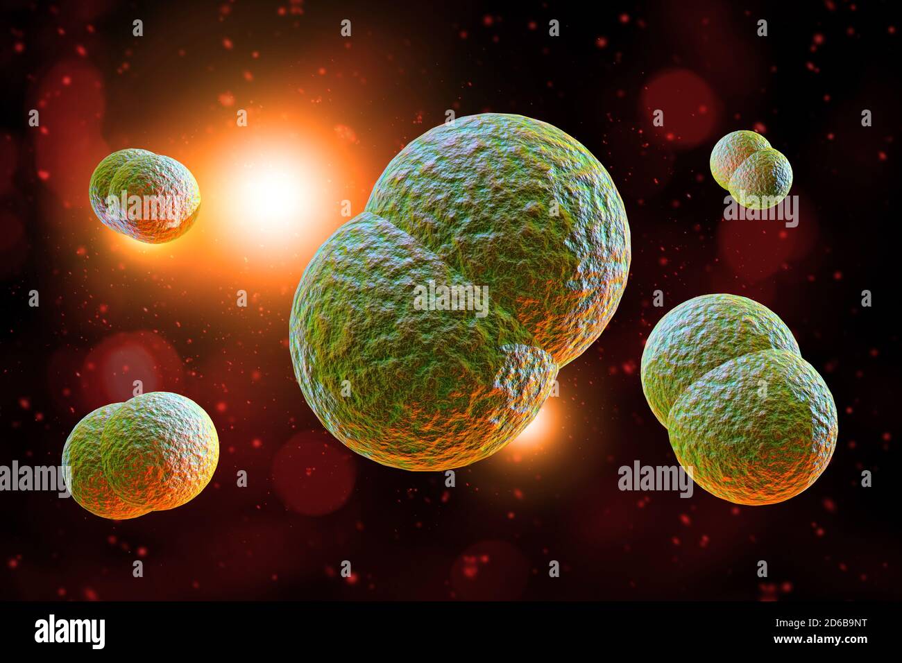 Microscope close up of meningitis bacteria, also known as meningococcus ...
