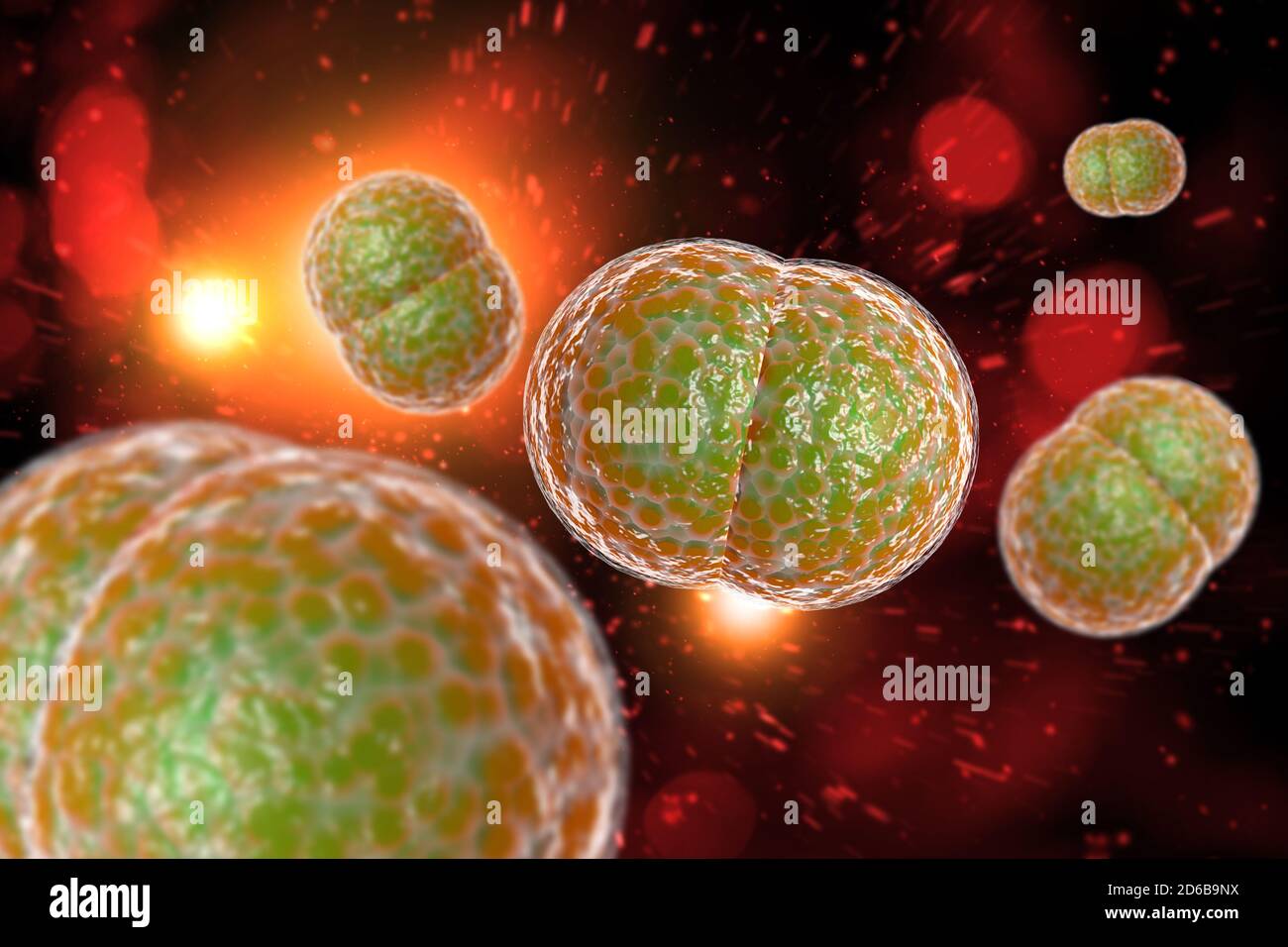 Microscope close up of meningitis bacteria, also known as meningococcus ...