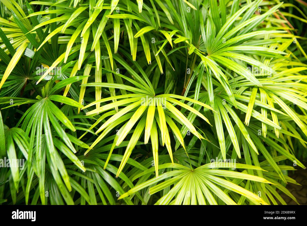 Background of tropical palm leaves, palm tree view Stock Photo - Alamy