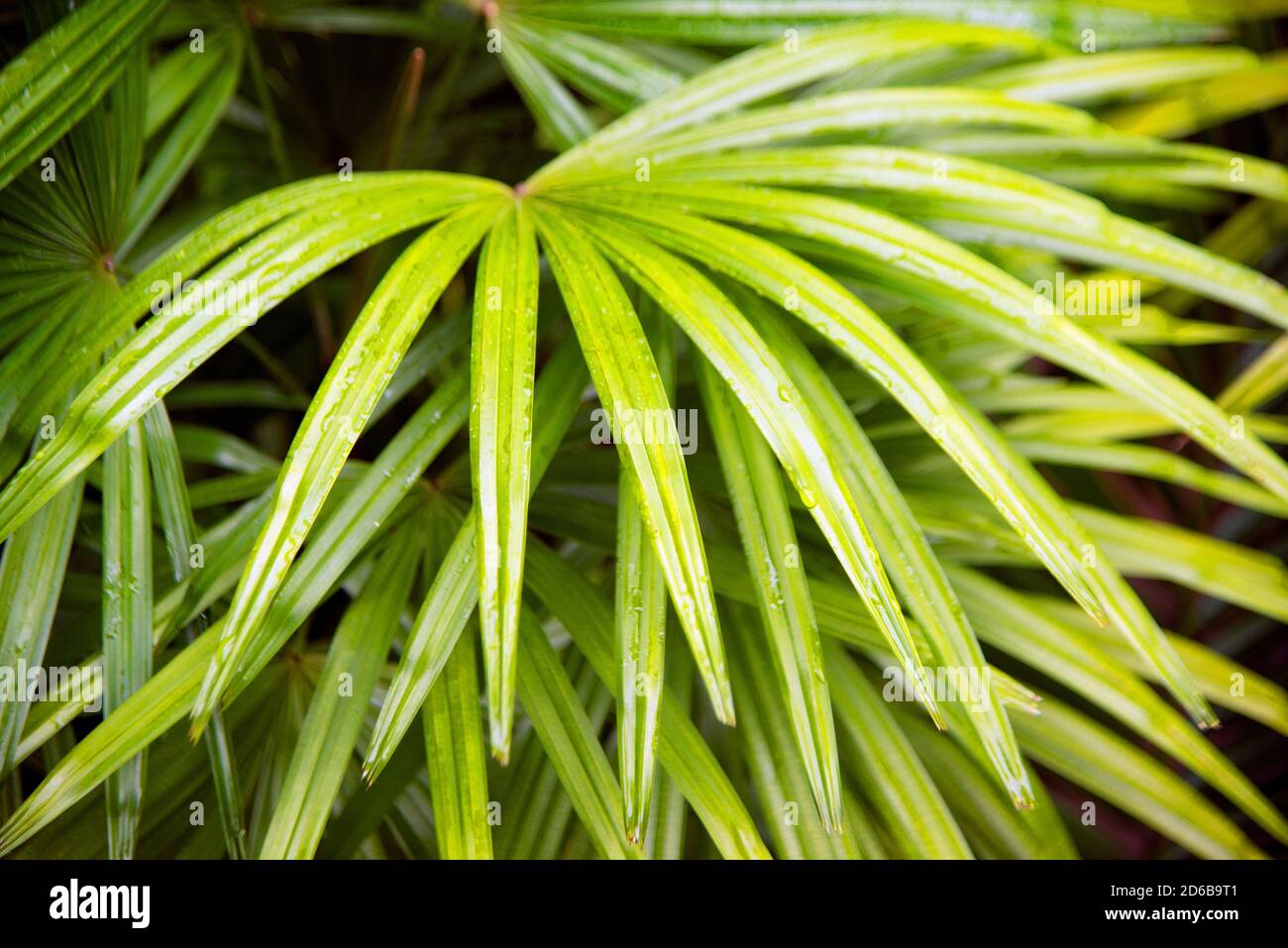 Background of tropical palm leaves, palm tree view Stock Photo - Alamy