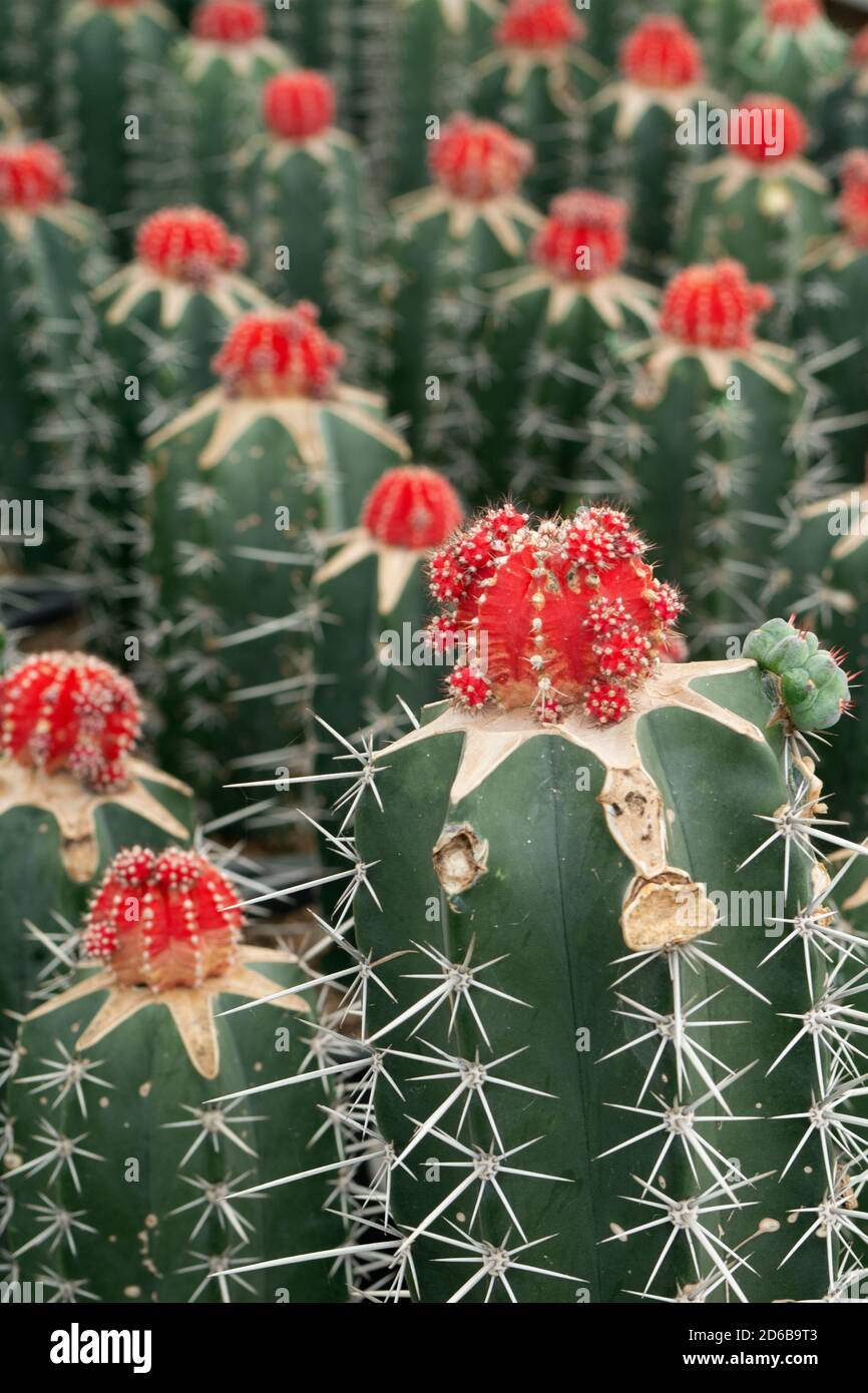 Cactus, Succulents in different types of saplings and succulents Stock ...
