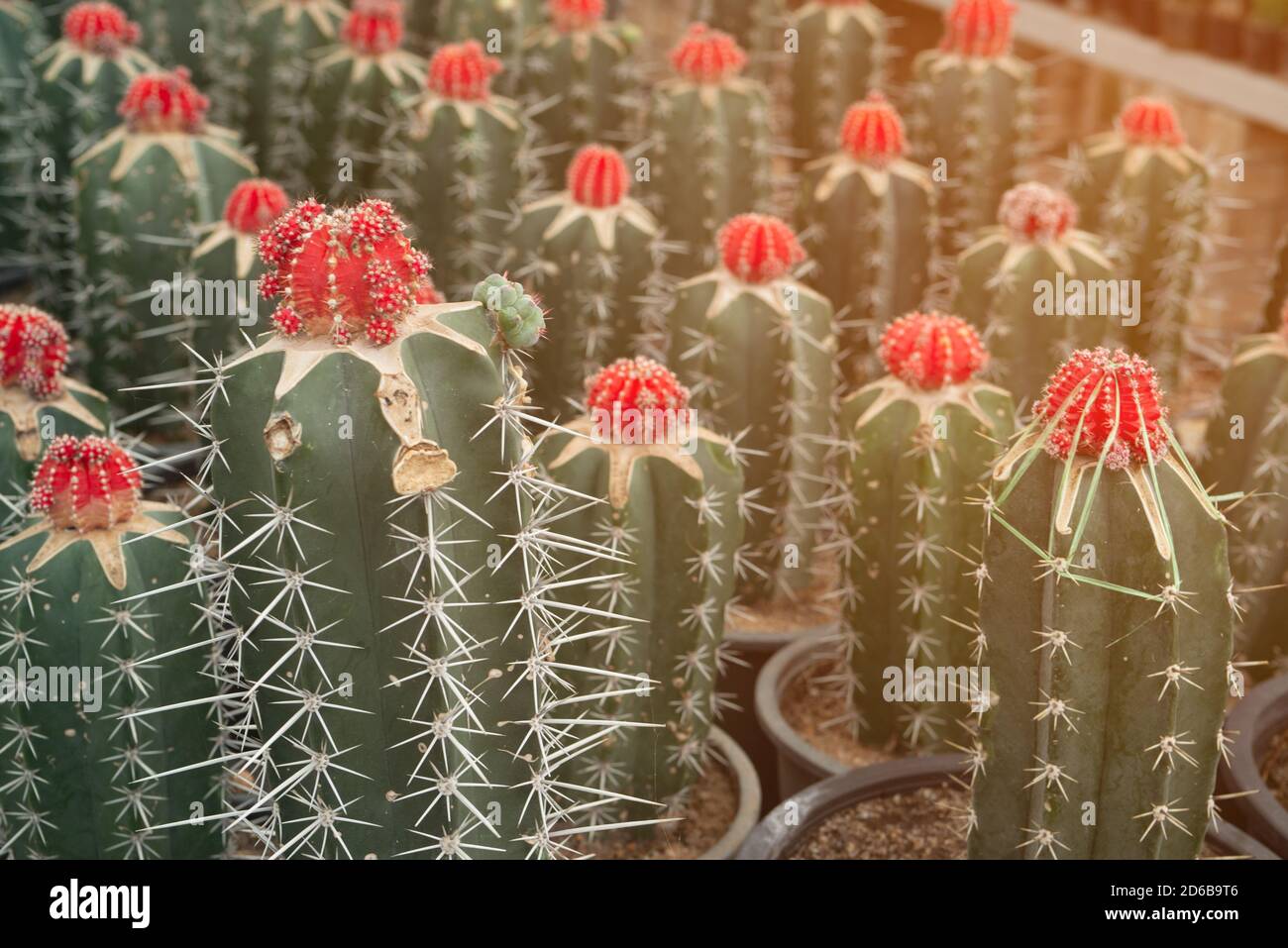 Cactus, Succulents in different types of saplings and succulents Stock ...