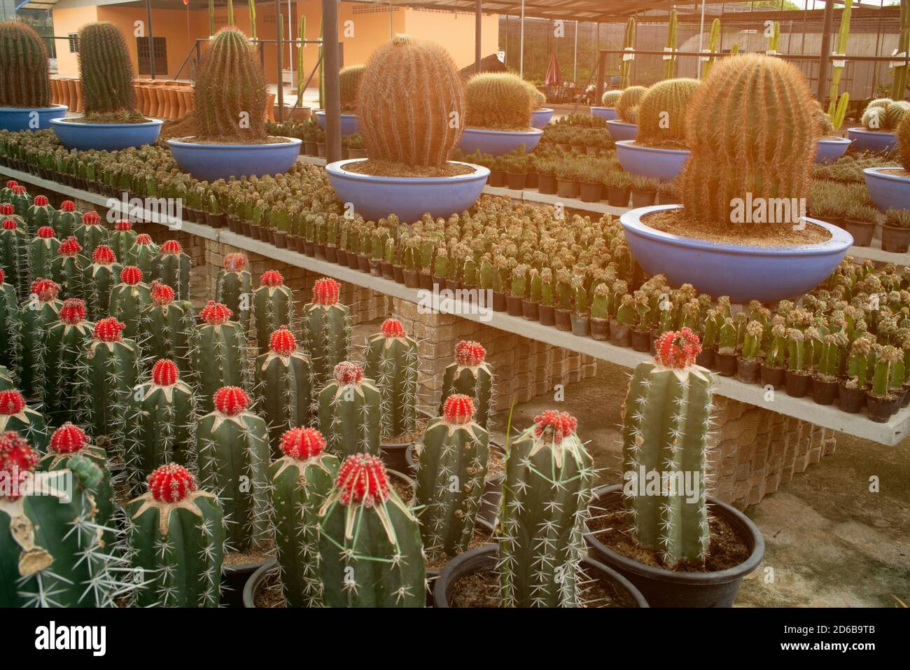 Cactus, Succulents in different types of saplings and succulents Stock ...