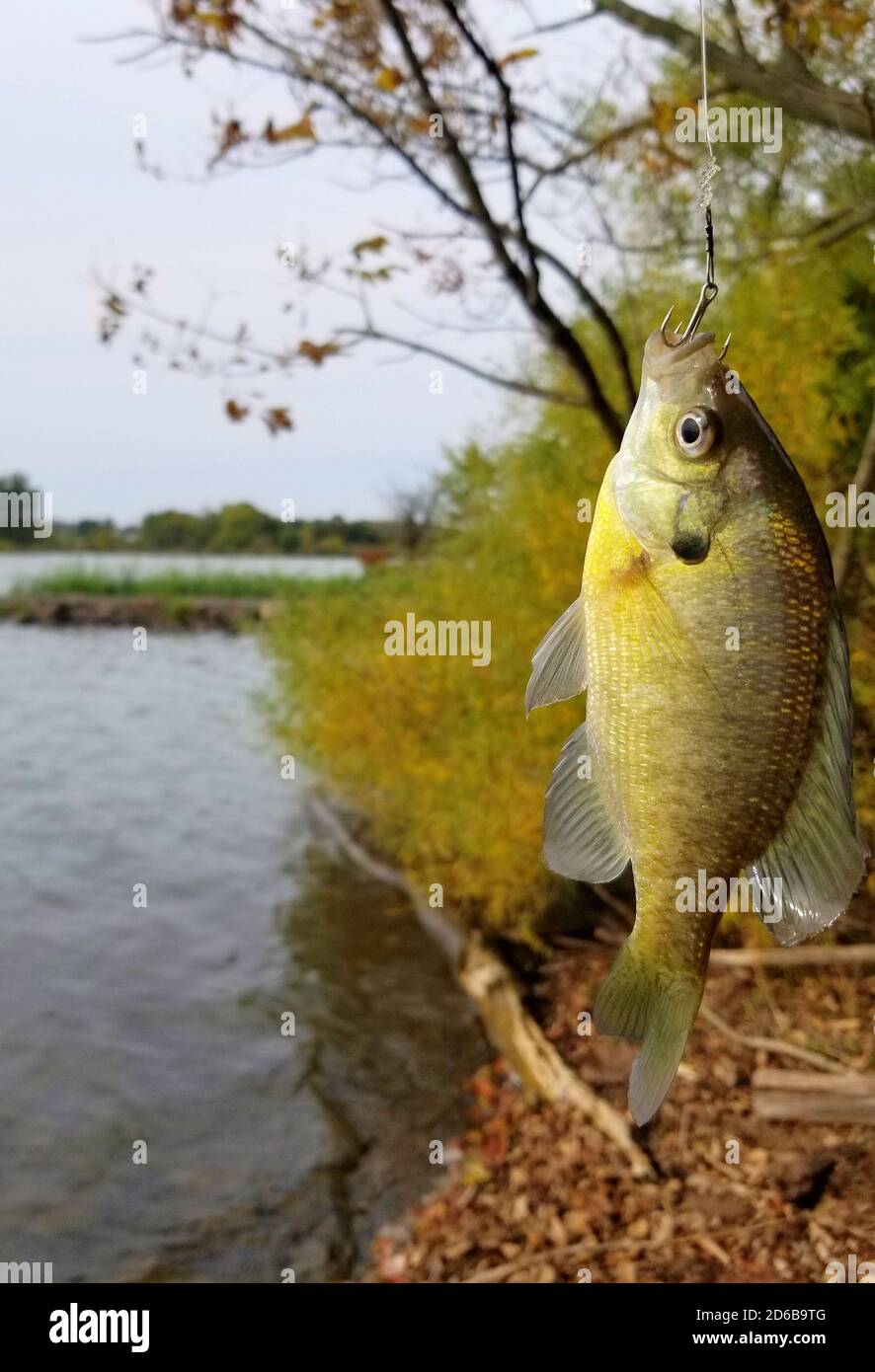 Green sunfish hi-res stock photography and images - Alamy