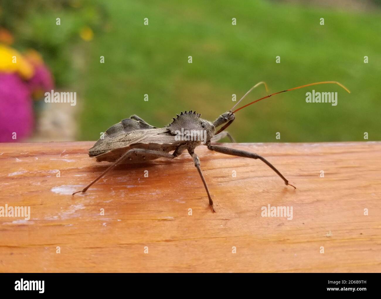 The wheel bug , the largest terrestrial true bugs in North America ...