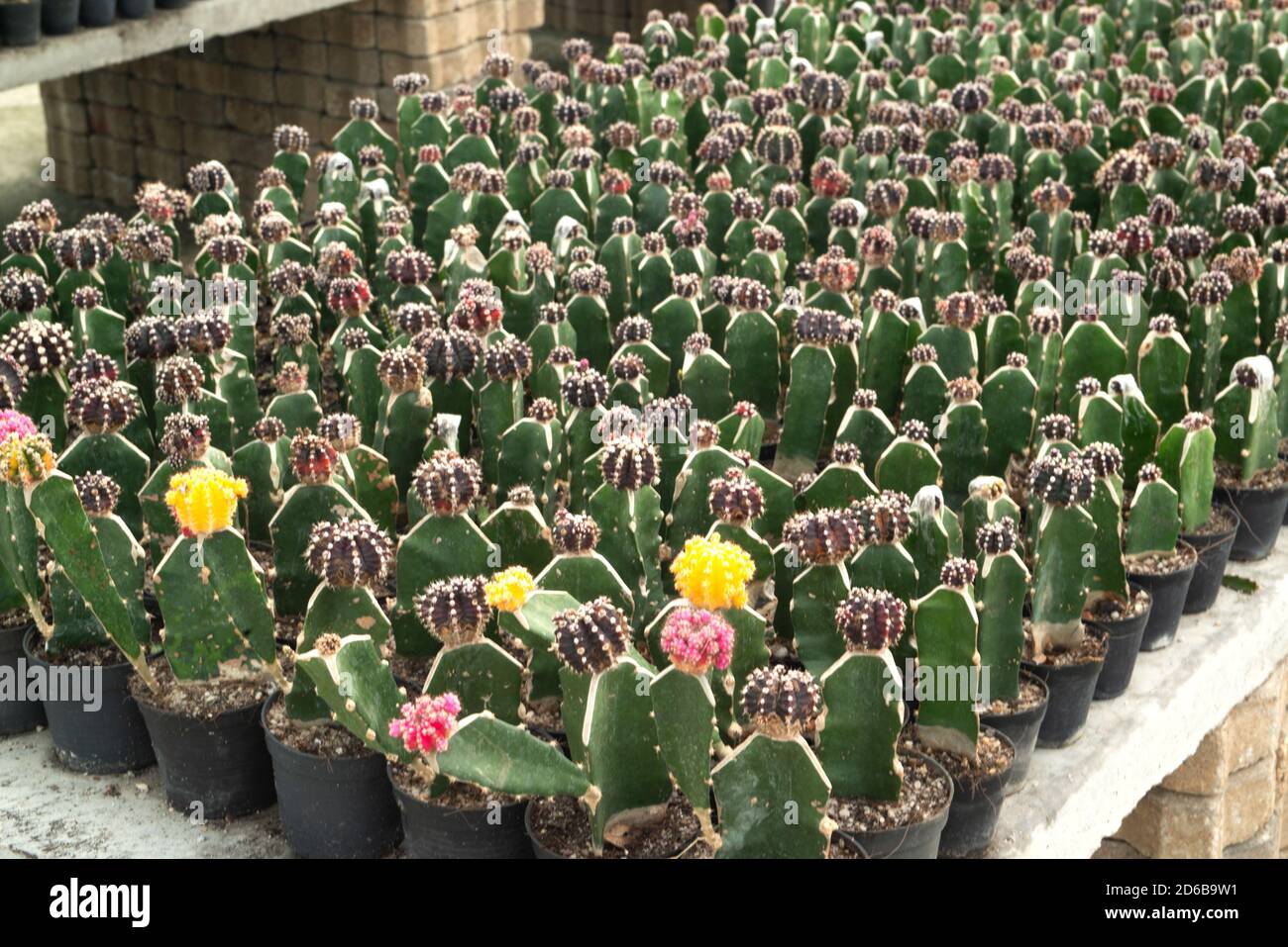 Cactus, Succulents in different types of saplings and succulents Stock ...