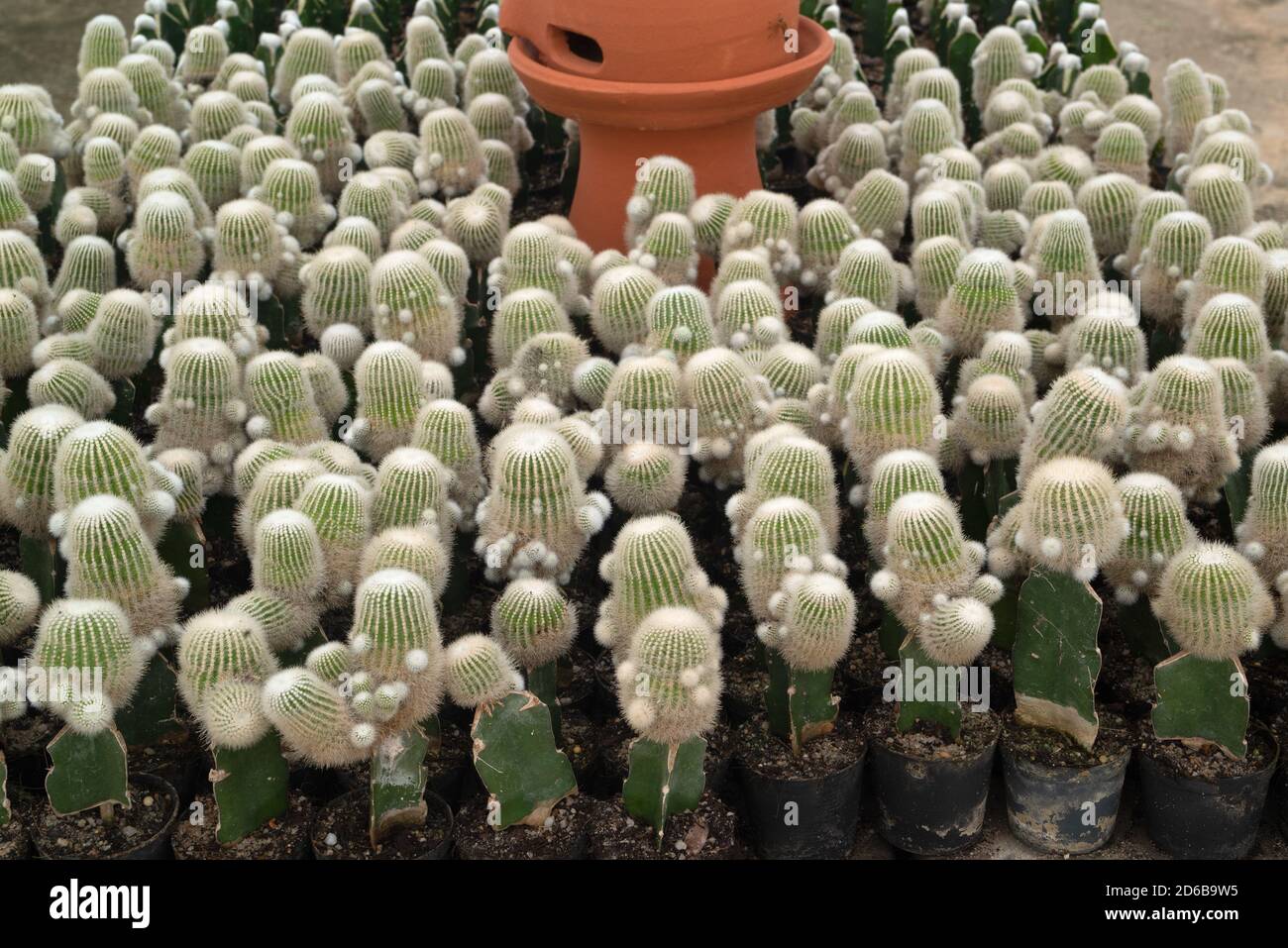Cactus, Succulents in different types of saplings and succulents Stock ...