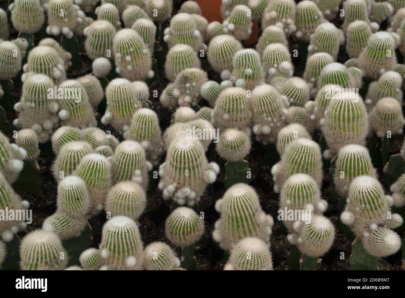 Cactus, Succulents in different types of saplings and succulents Stock ...