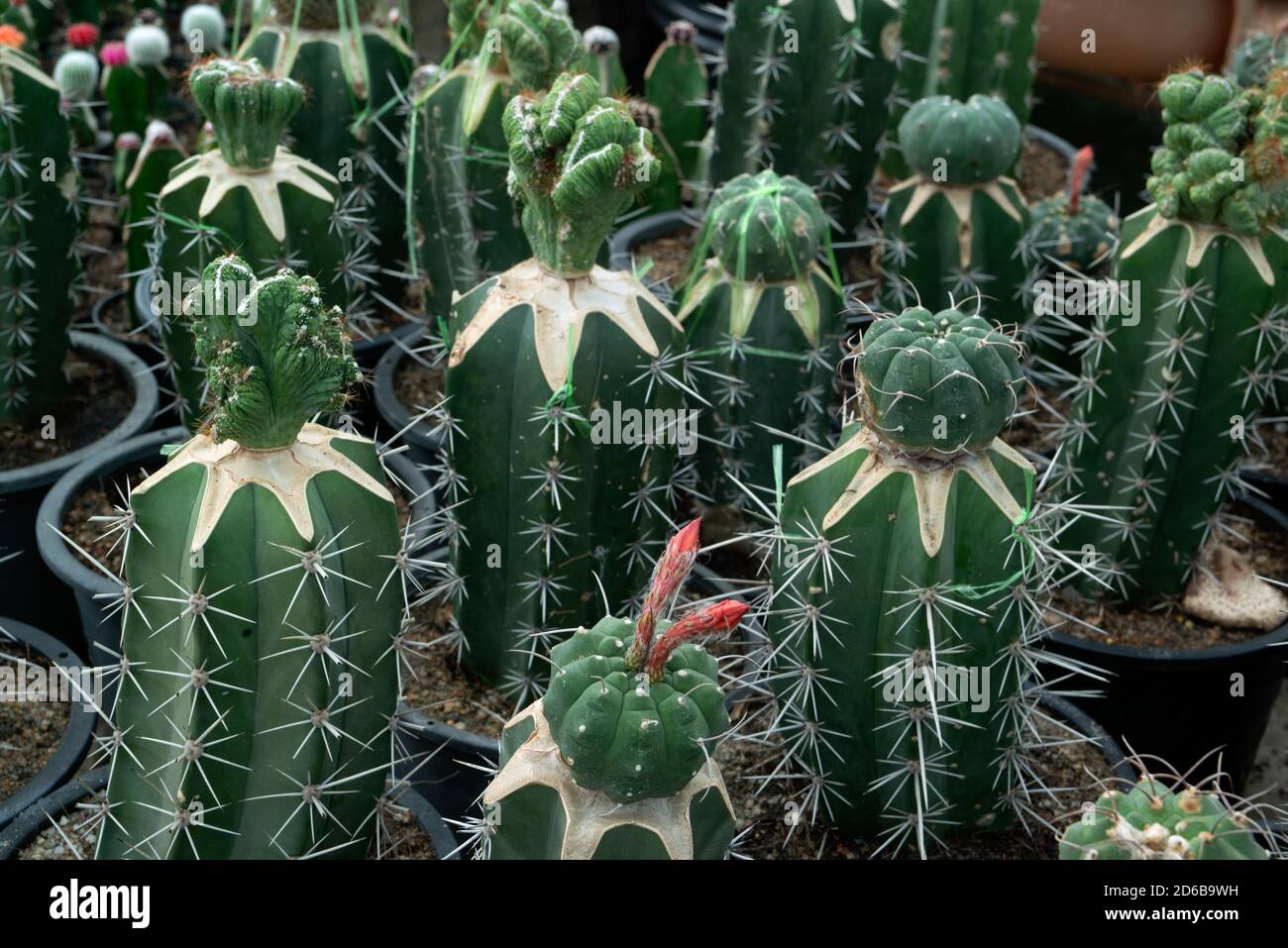 Cactus, Succulents in different types of saplings and succulents Stock ...