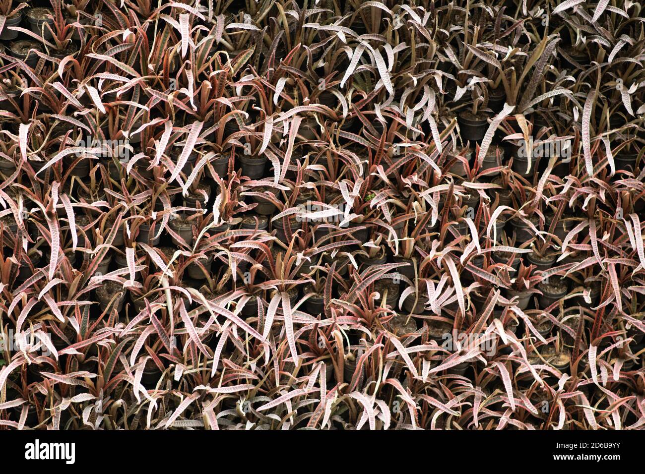 Magenta leaf texture background. Wallpaper leaf Surface natural magenta ...