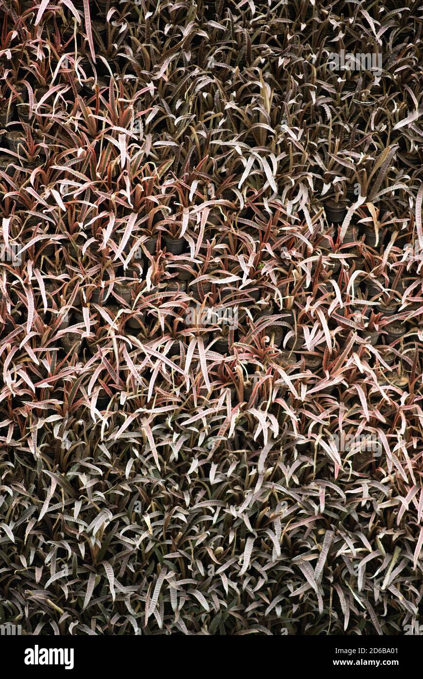 Magenta leaf texture background. Wallpaper leaf Surface natural magenta ...