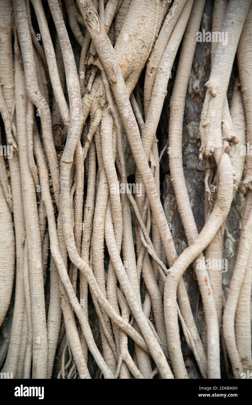 Pattern of Many tree roots texture background Stock Photo - Alamy