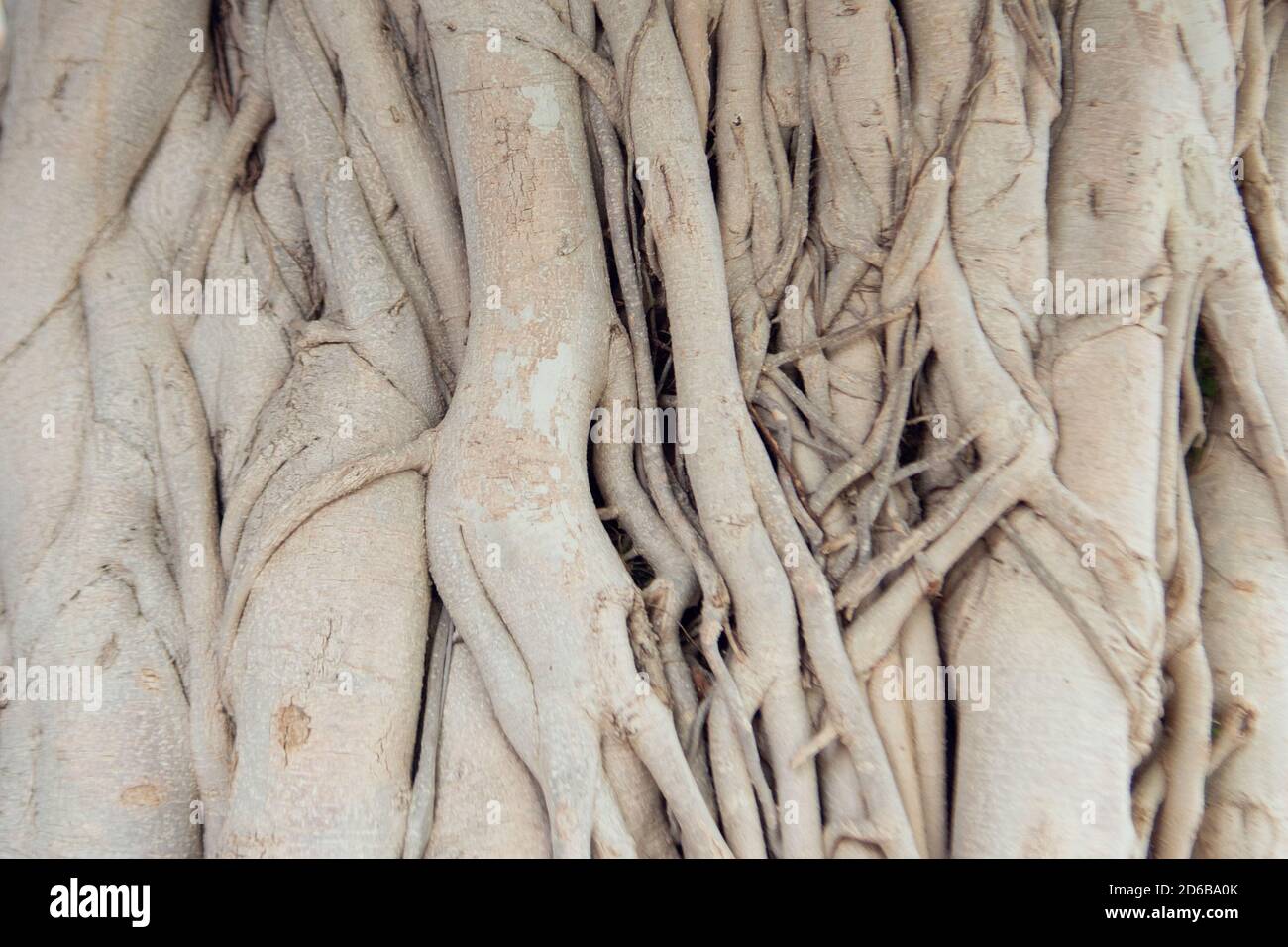 Pattern of Many tree roots texture background Stock Photo - Alamy