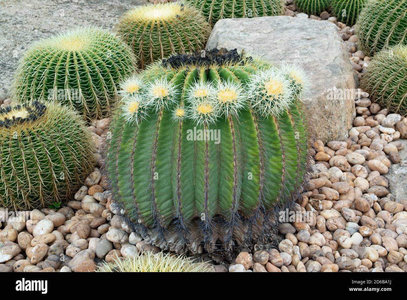 Thorn cactus plantation with many cactus background Stock Photo - Alamy