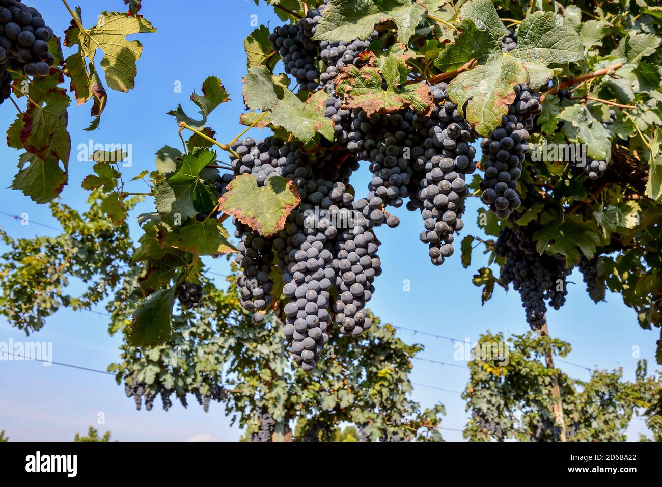Vineyard Ready to Produce Wine Stock Photo - Alamy