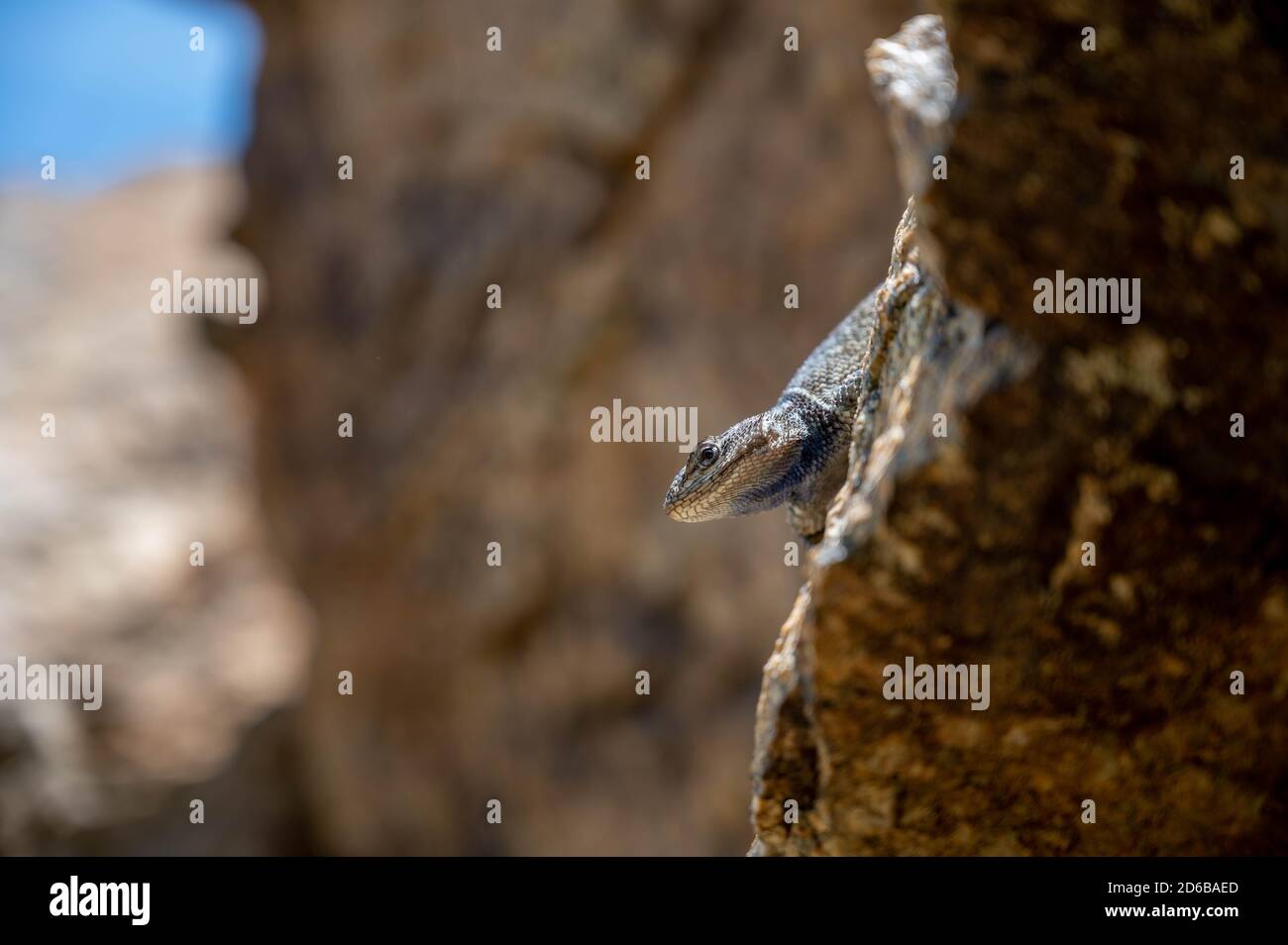 Flat lizards hi-res stock photography and images - Alamy