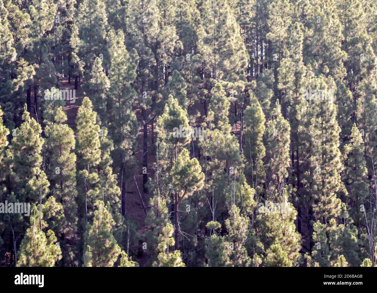 Pine Tree View Stock Photo - Alamy