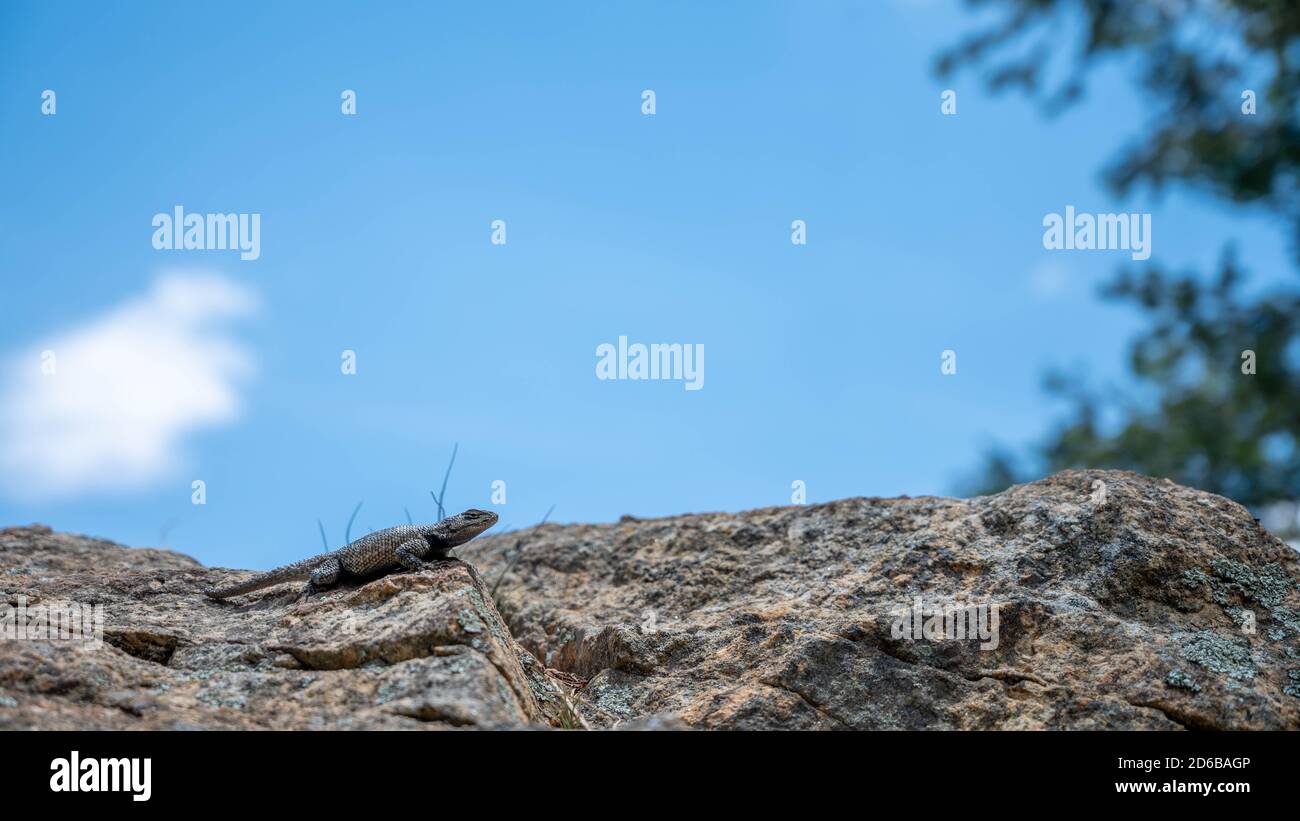 Flat lizards hi-res stock photography and images - Alamy