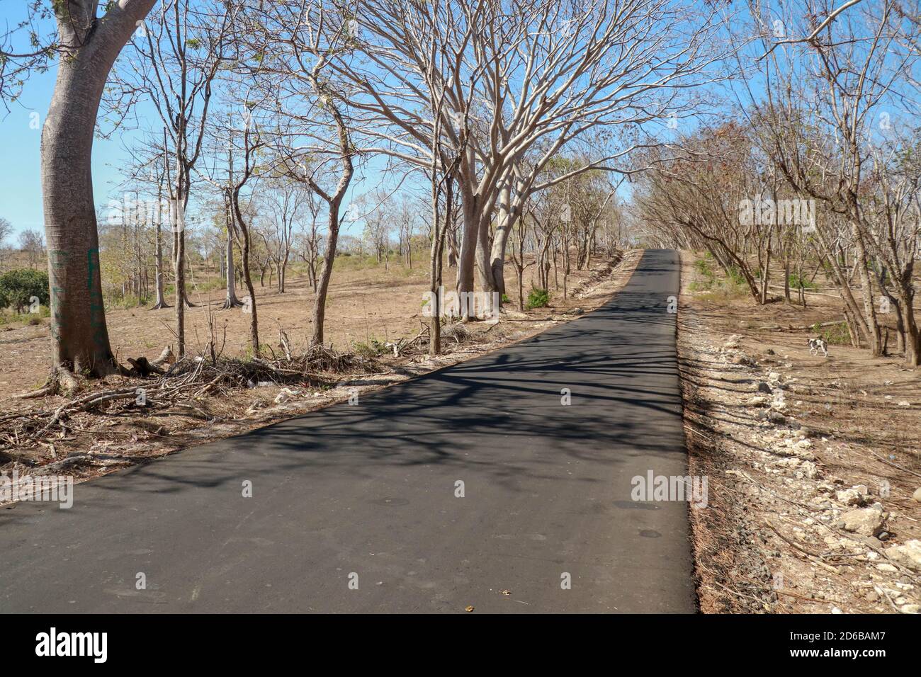 Roadway in autumn forest. Asphalt road among trees without leaves ...