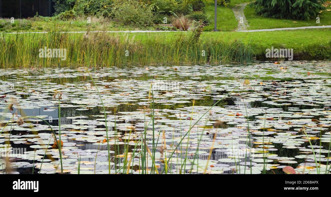 Pond with circular plants floating Stock Photo - Alamy