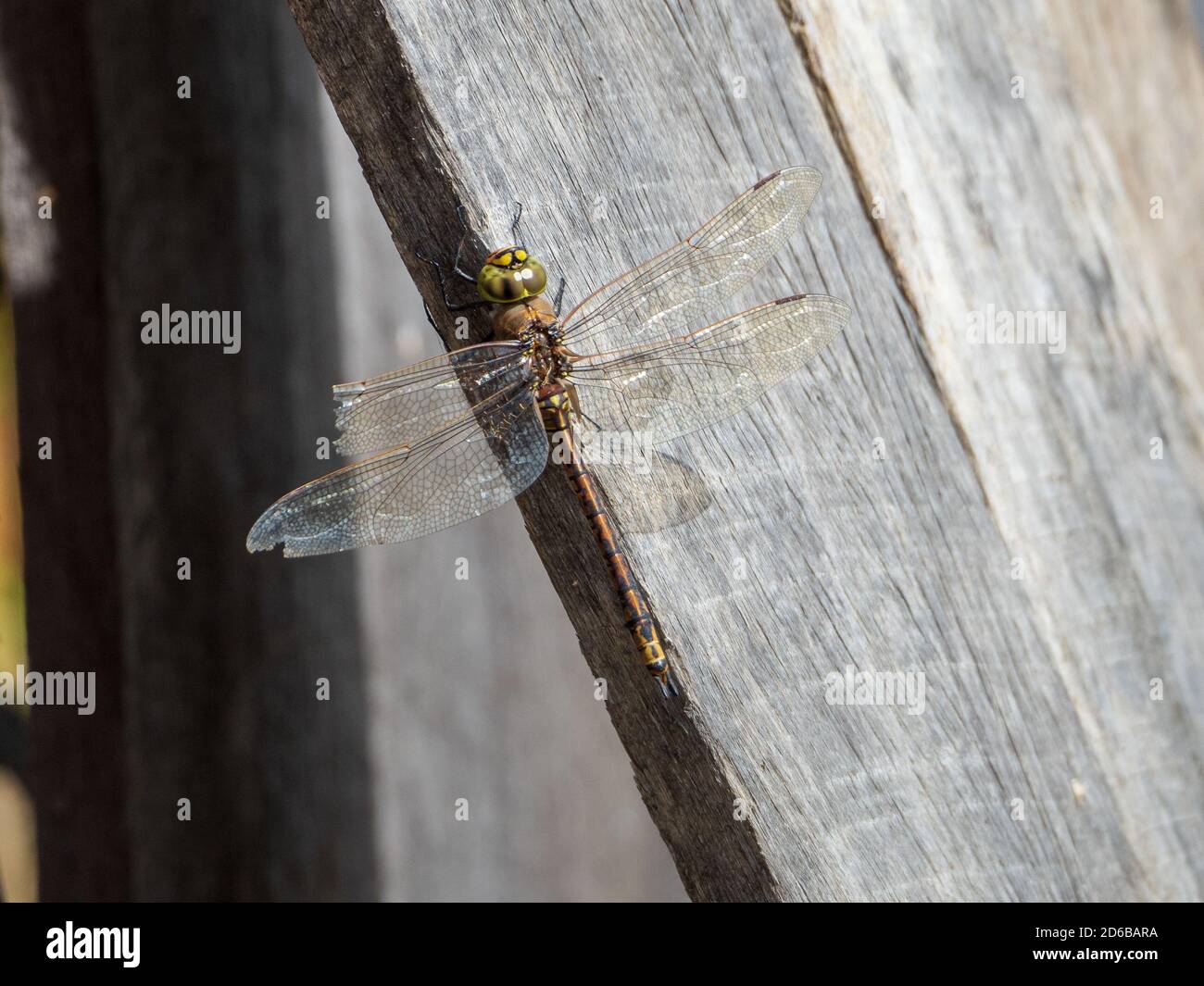 Aerial predators of insects hi-res stock photography and images - Alamy