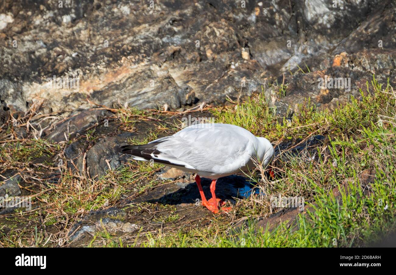 A seagull drinking from a puddle of fresh rain water that has collected ...