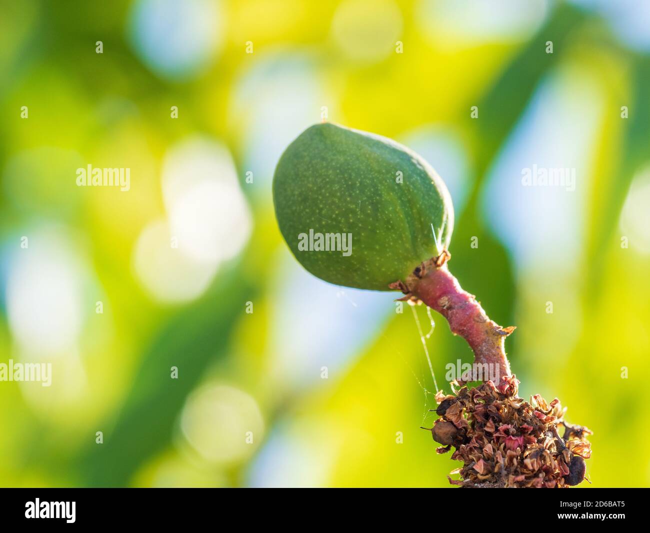 Early ripening stages hi-res stock photography and images - Alamy