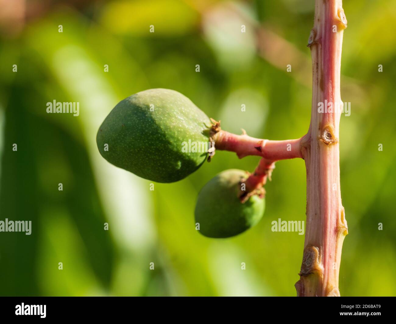 Early stages, green Mango fruits growing on a tree Stock Photo - Alamy