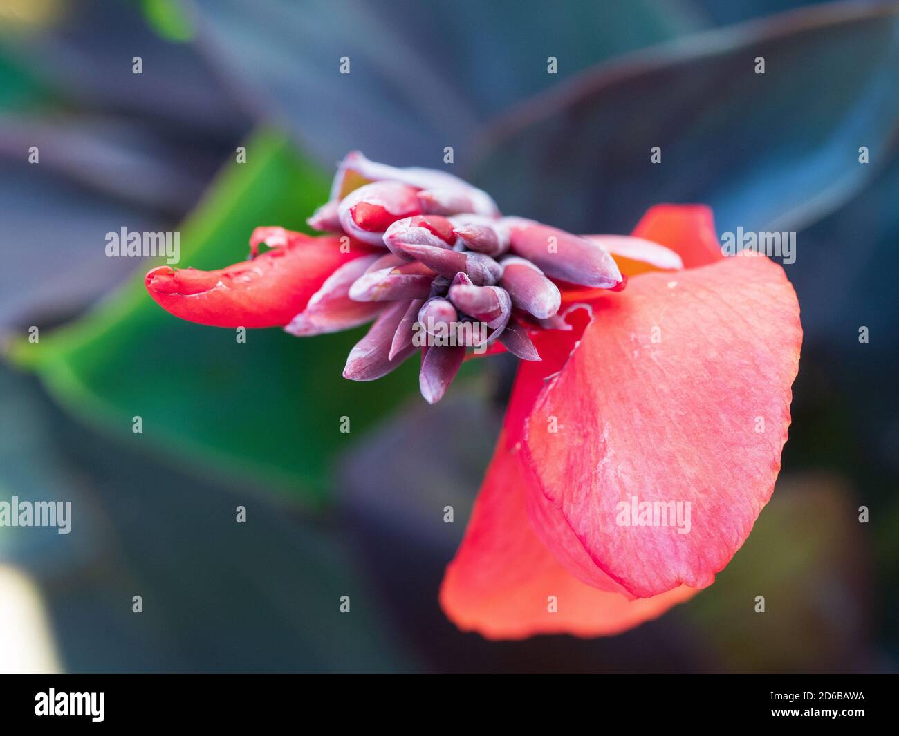 Flowers, front on macro of pointy red orange Canna Lily flower buds ...