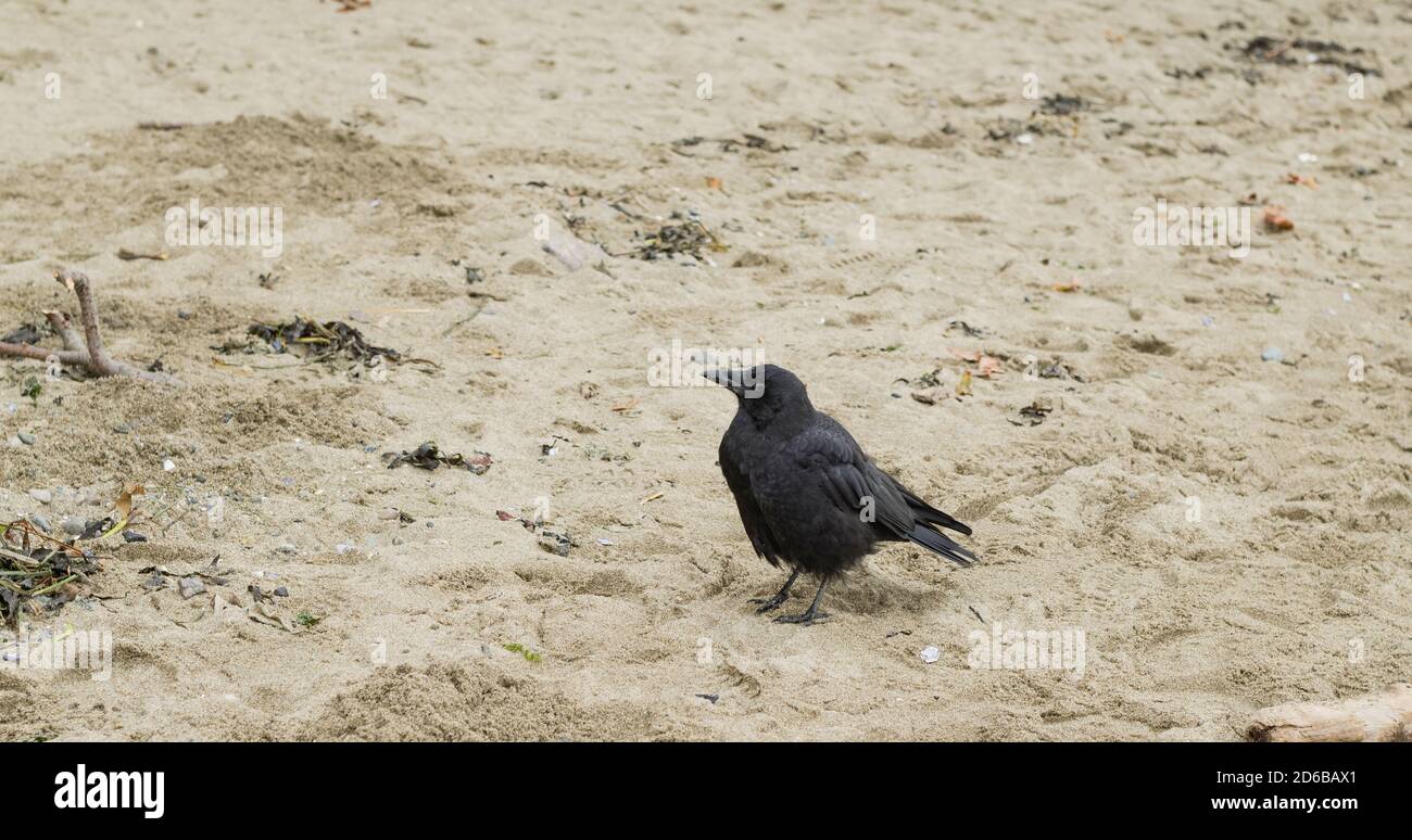 Crow standing on sandy beach in vancouver Canada Stock Photo - Alamy