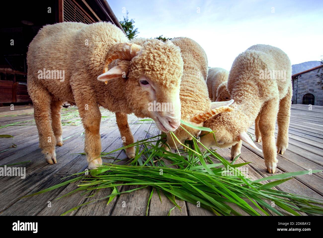 merino sheep eating ruzi grass in rural farm Stock Photo - Alamy