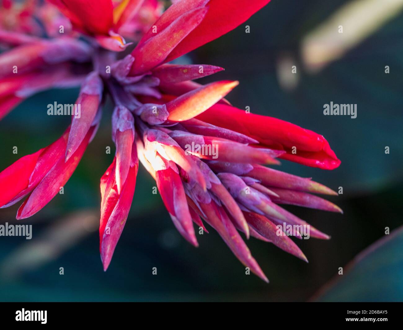 Flowers. Striking brilliant pointy Red Canna Lily buds in the process ...