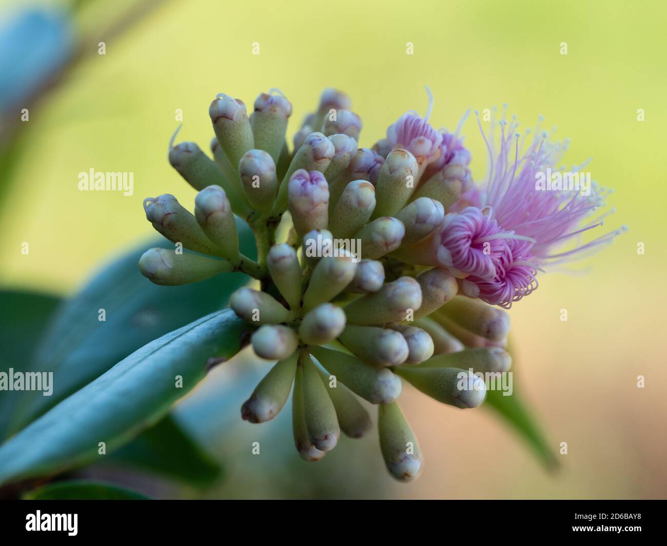 Lilly Pilly Flower Macro of pastel pink hairy fluffy flowers of the ...
