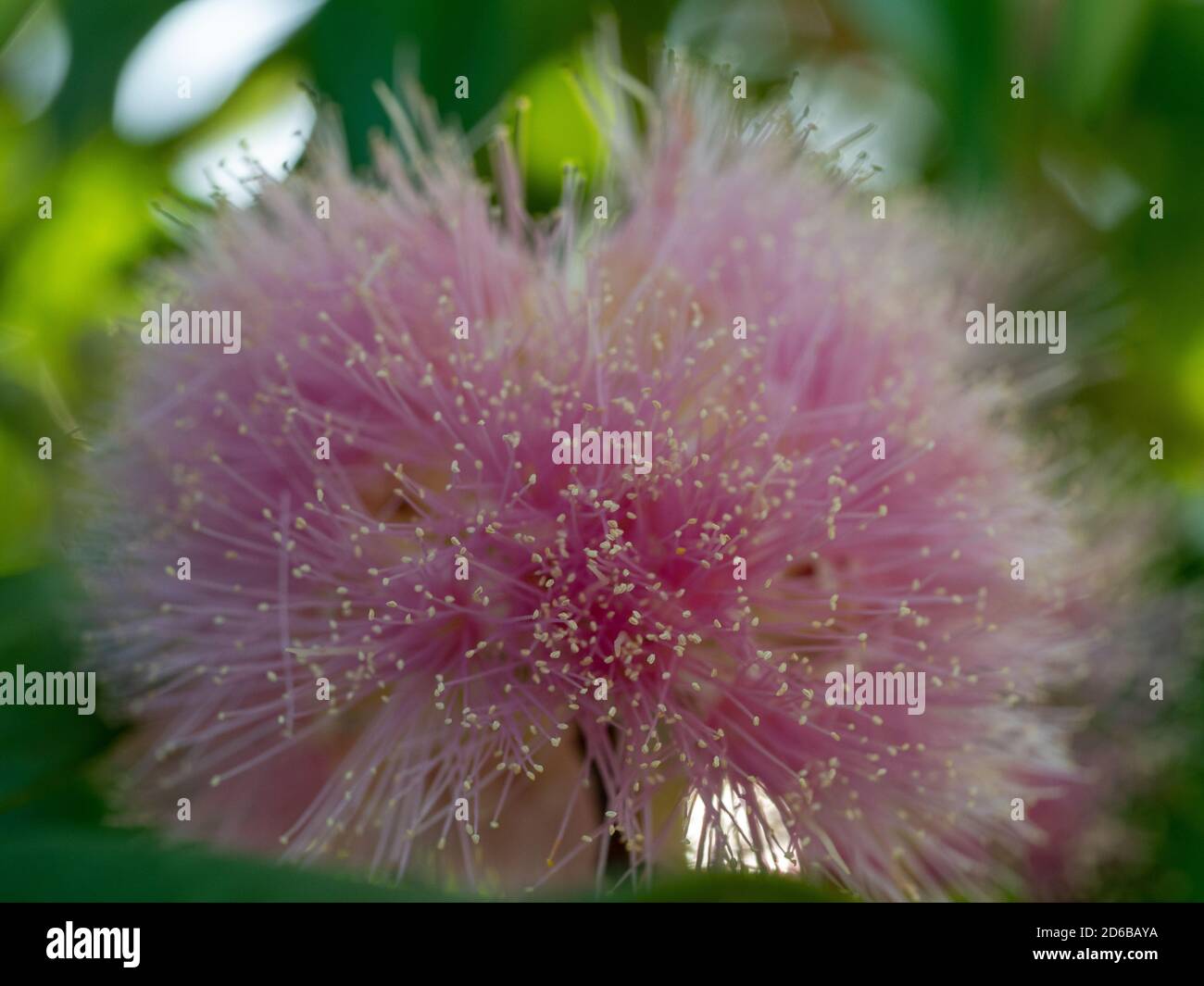 Lilly Pilly Flower Macro, delightful pink fluffy flowers of the ...