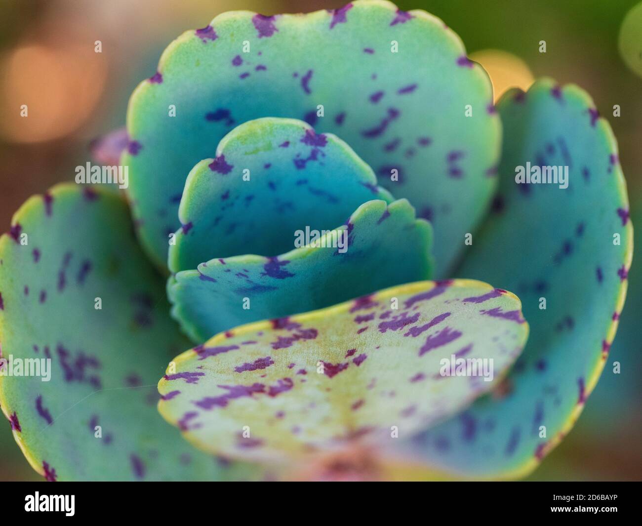 A succulent plant with rounded blue green leaves and red spots Stock ...
