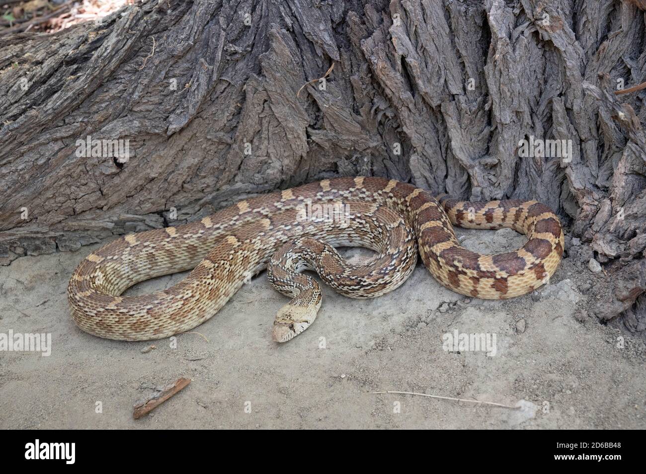 Sonoran Gopher Snake, (Pituophis catenifer affinis), Graham co ...