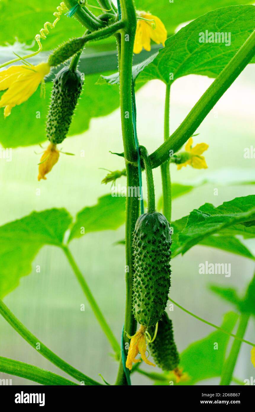 Farm fresh gherkins hi-res stock photography and images - Alamy
